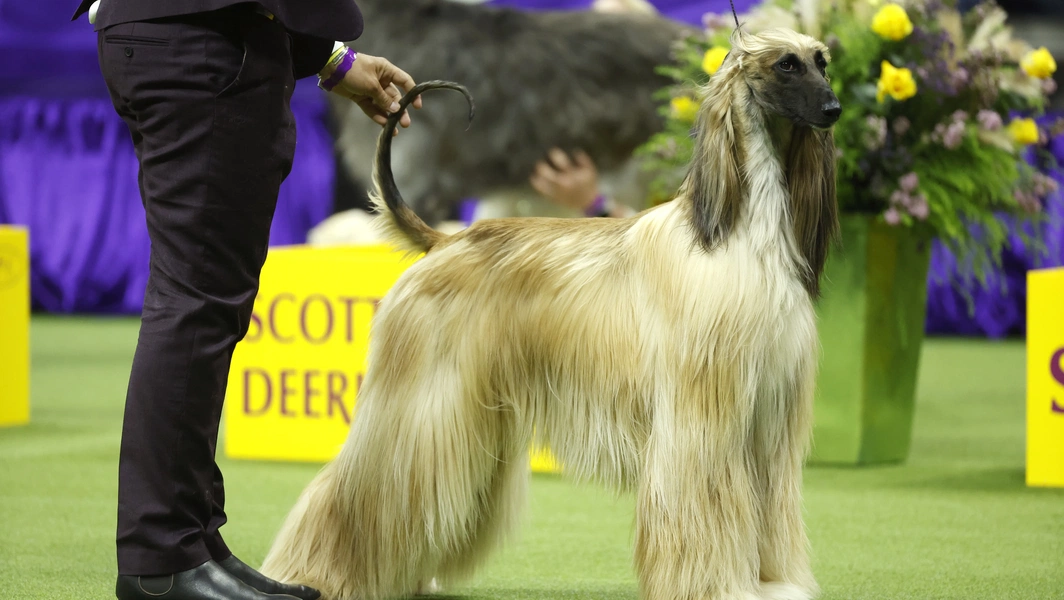 7 distinctive dog breeds and their signature features