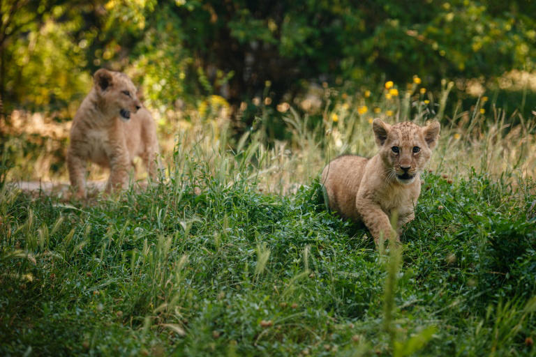 Au Parc zoologique de Paris, Isis et Inaya incarnent l'espoir des lions ...