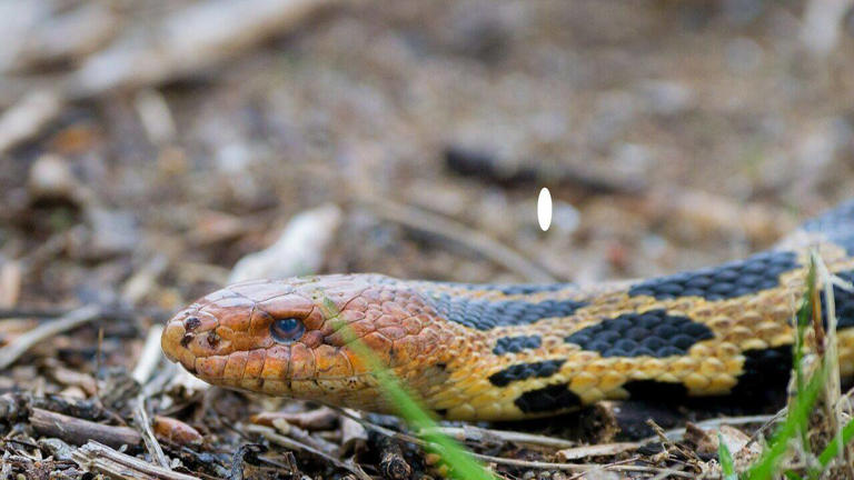 5 most snake-filled bodies of water in Ohio: Lake Erie, Mosquito Creek ...