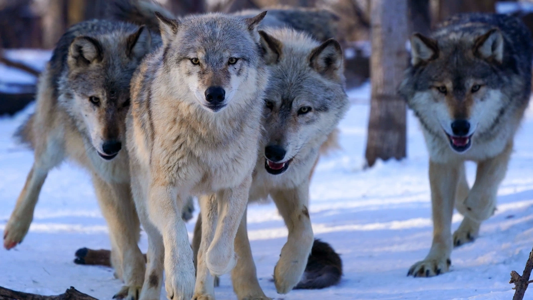 6 predators that take down much larger prey