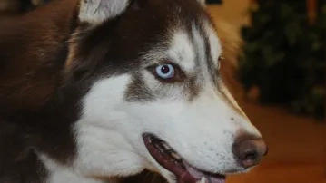 14 dog breeds closest to their wolf ancestors