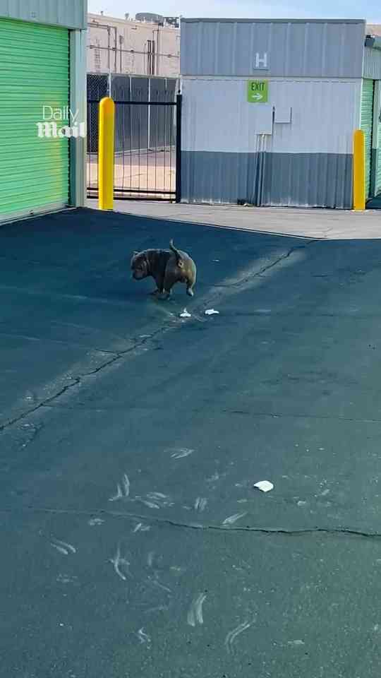 Dog crashes into door while chasing runaway balloon
