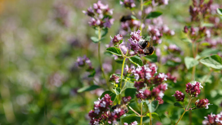 Not thyme: There's another summer-blooming herb pollinators love