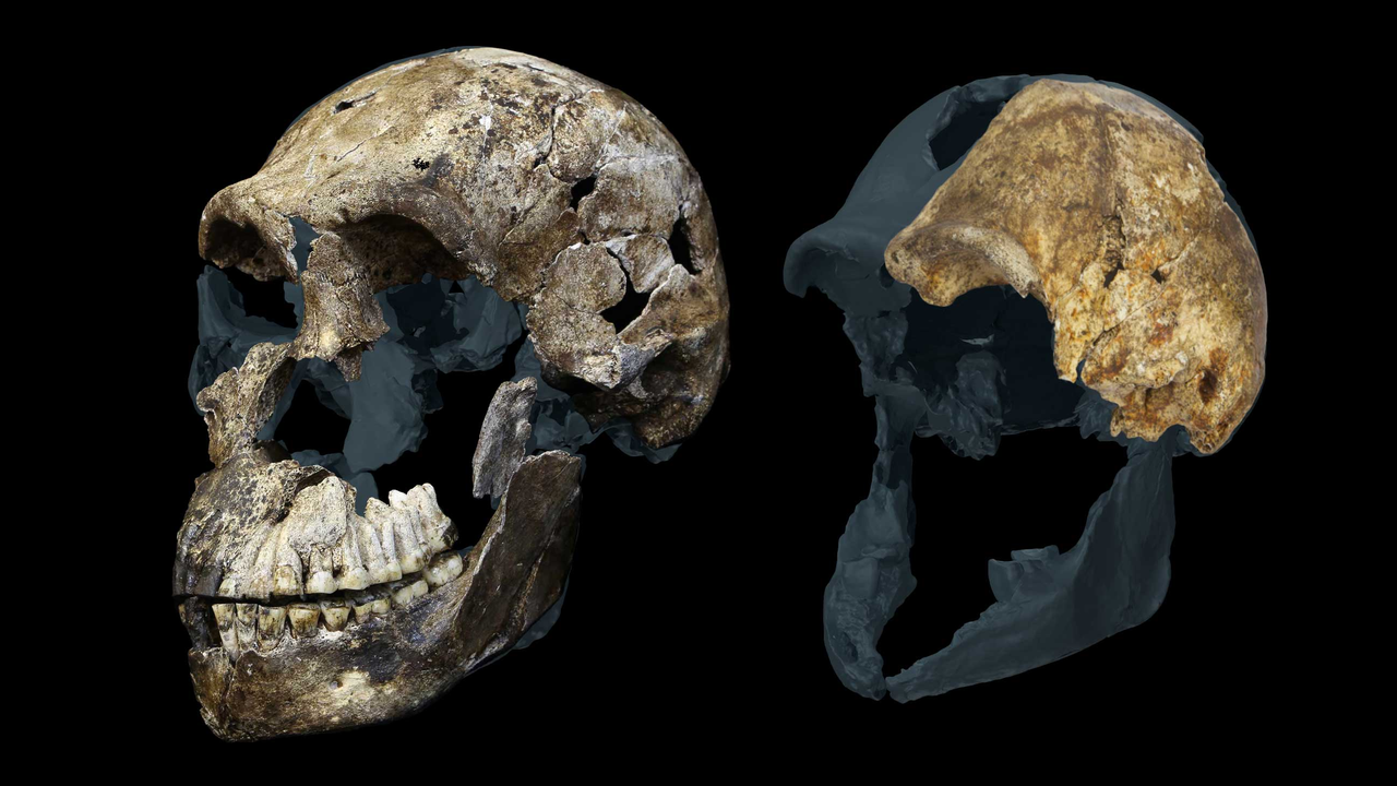 A weird result from an already weird hominin: Ancient Homo naledi ...