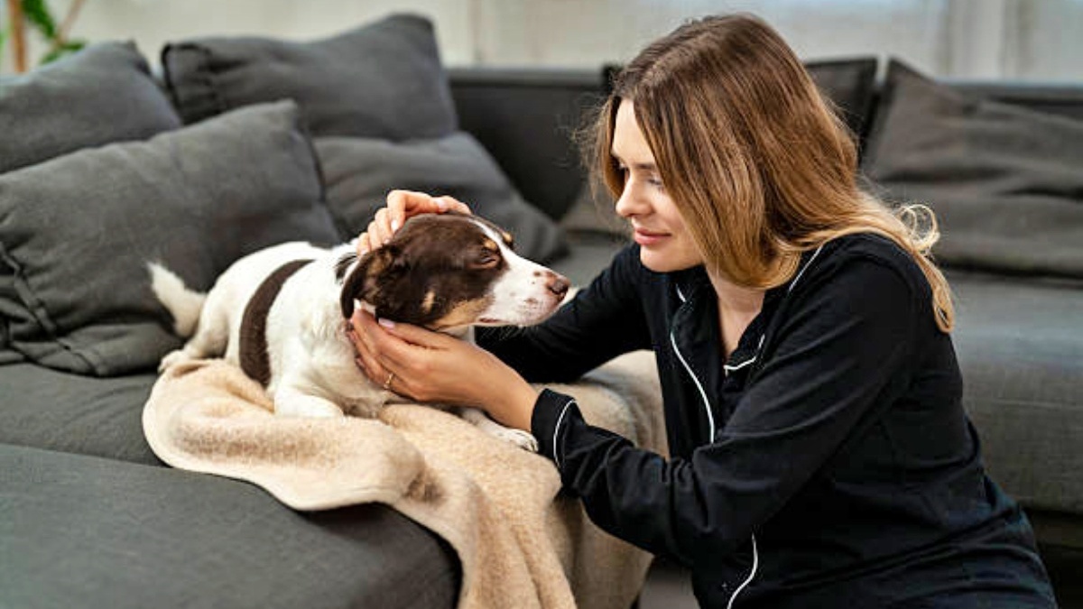 These signs reveal your dog is happier than you thinkincluding the real ...