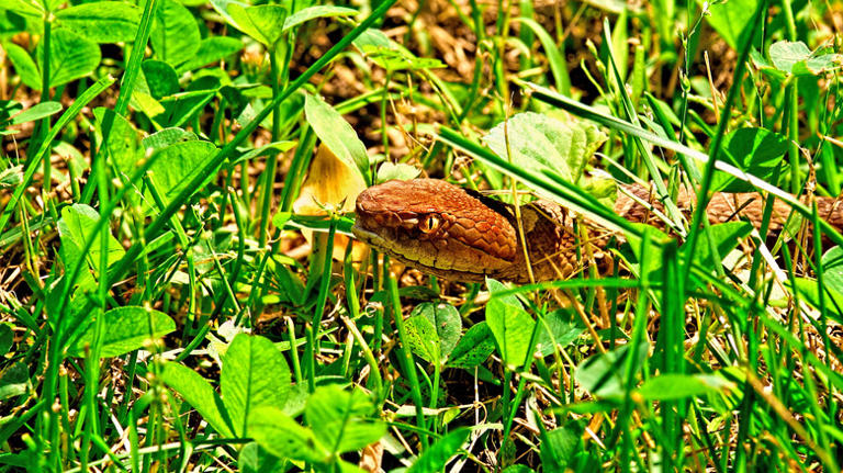 Got kids and pets? Know this before you plant this snake-attracting ...