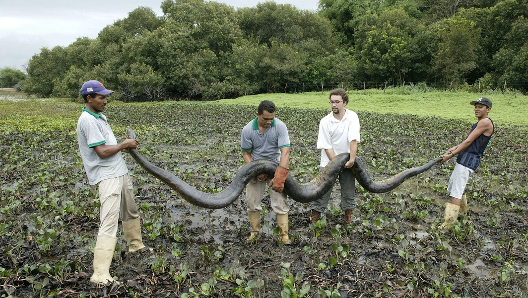 12 of the largest snakes on Earth