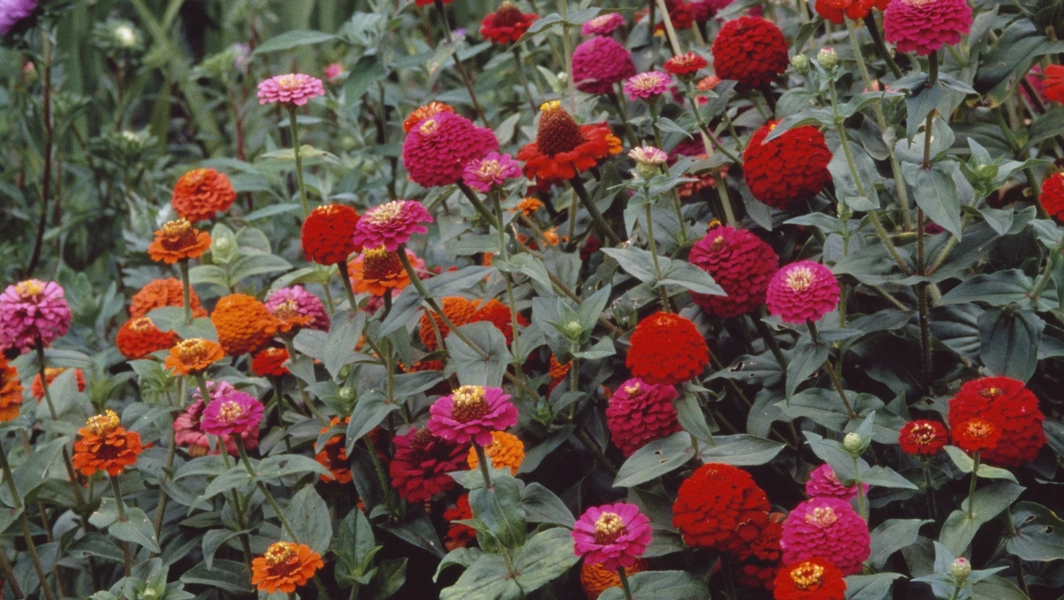 20 flowers that benefit from regular deadheading
