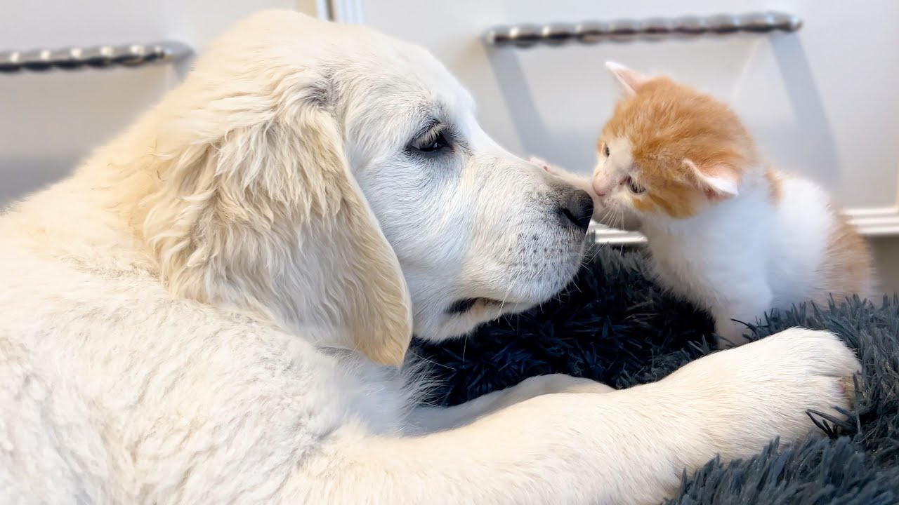 Cutest tiny kitten meets a calm golden puppy