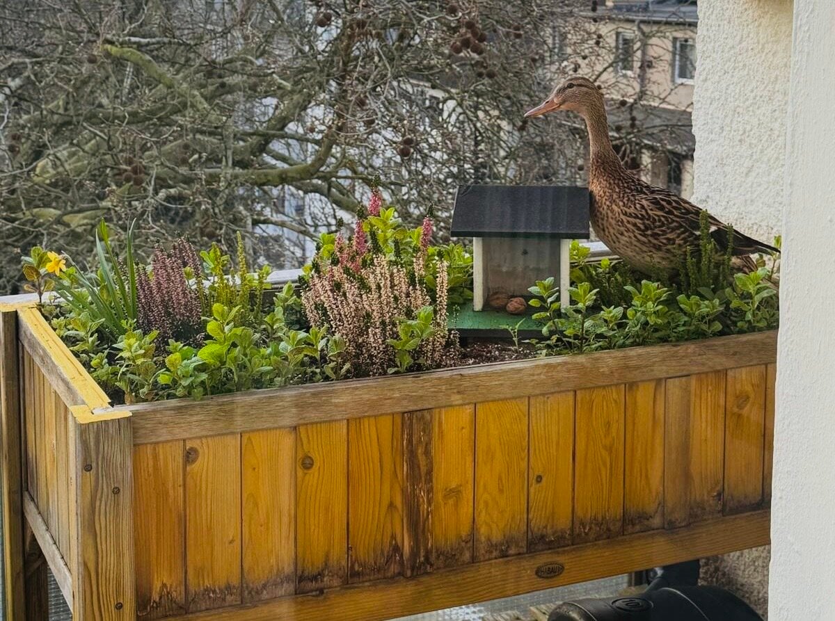 Ente Daisy brütet auf einem Balkon im 5. Stock