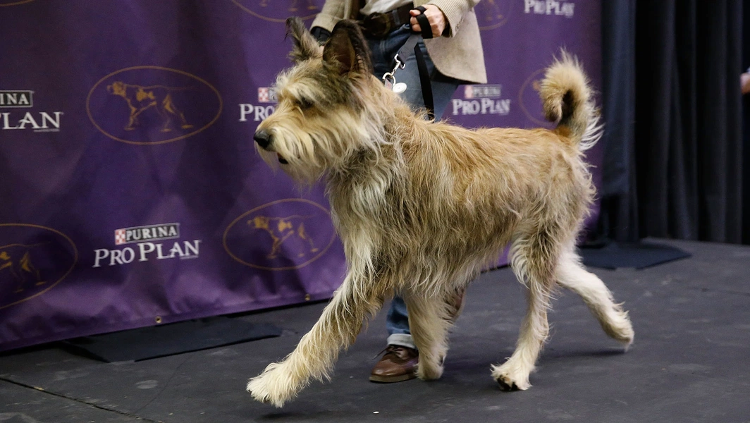 13 intelligent dog breeds with independent streaks