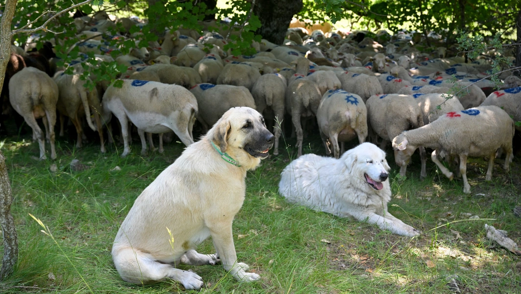 15 dog breeds known for guarding and watchfulness