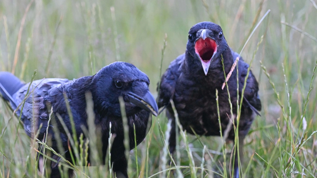 Crows show grasp of 'nothing' and probability in tests