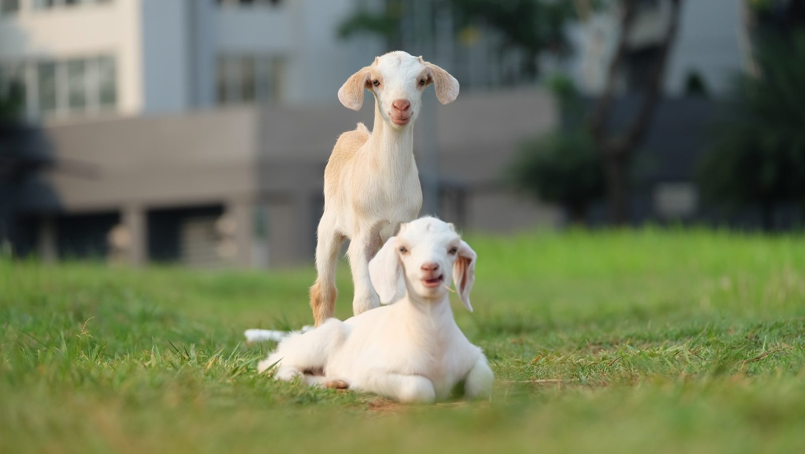 Seven baby goats stolen from petting zoo during thunderstorm, leaving ...