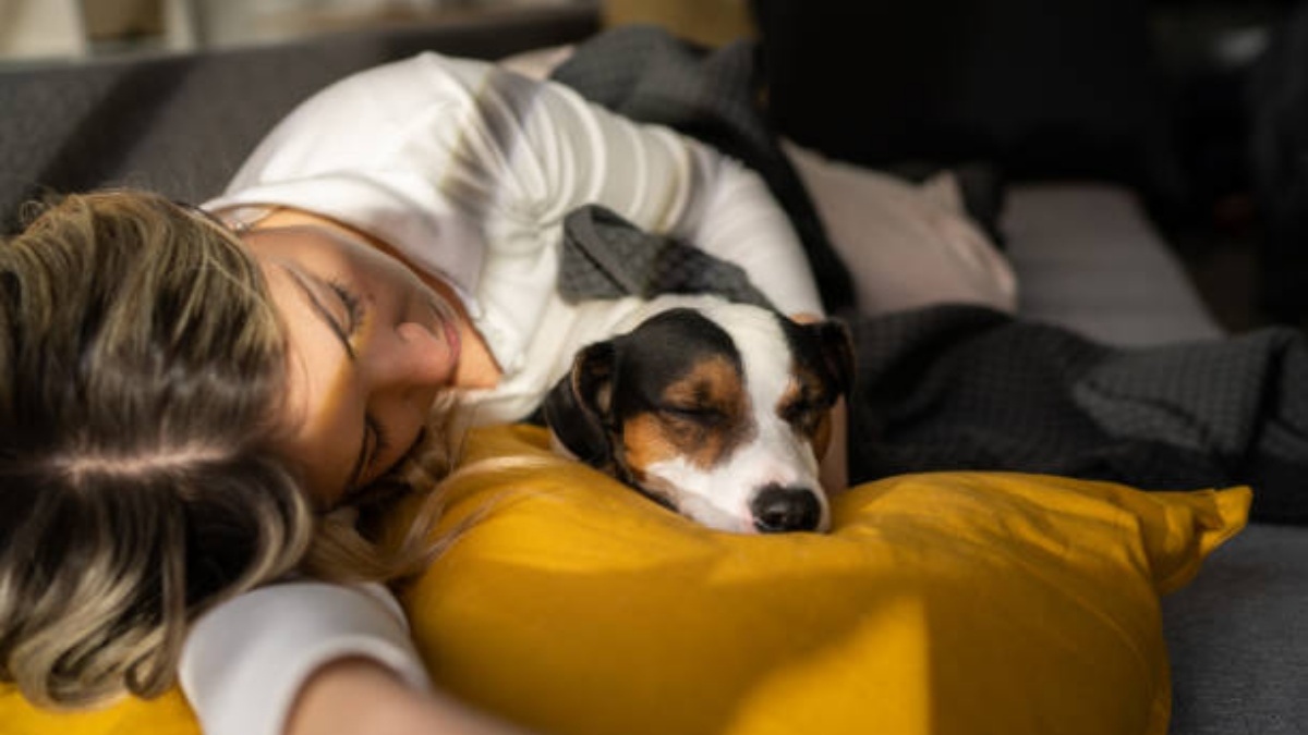 If your dog sleeps curled up next to you, heres what it really means