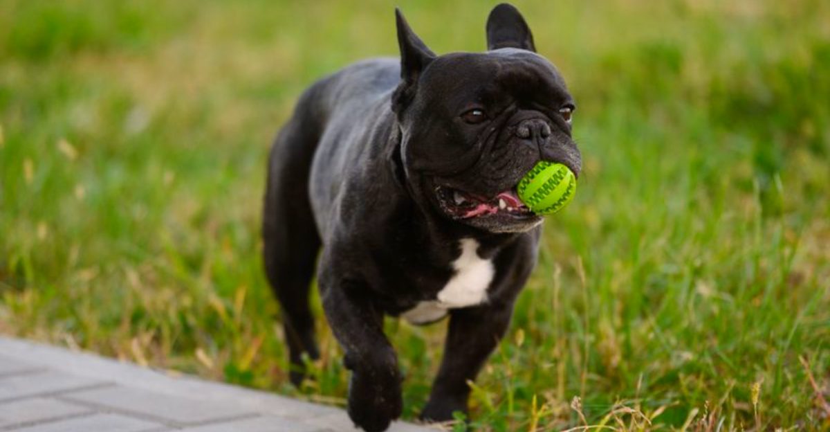 Think purebred dogs are expensive? These 12 breeds take it to another level