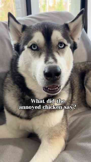 When a chicken has absolutely had enough
