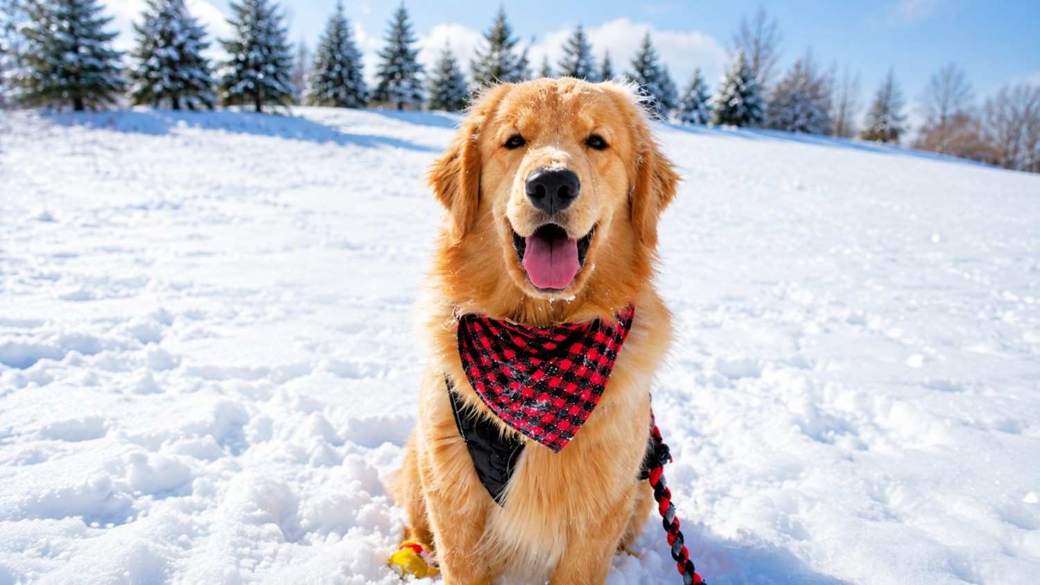 My dog’s snow day was perfect
