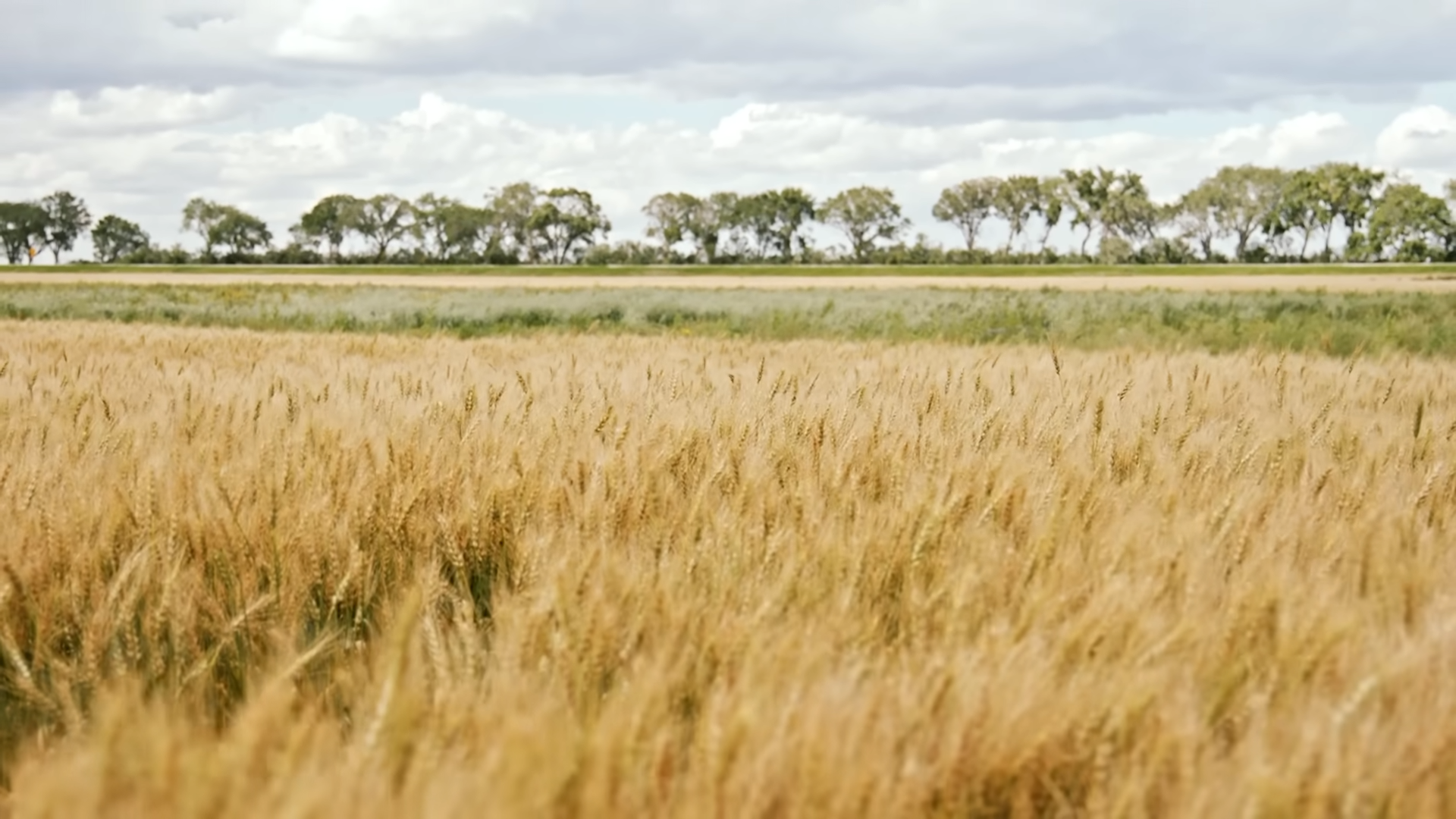 These ancient crops created cities, kingdoms, and empires, “the ...