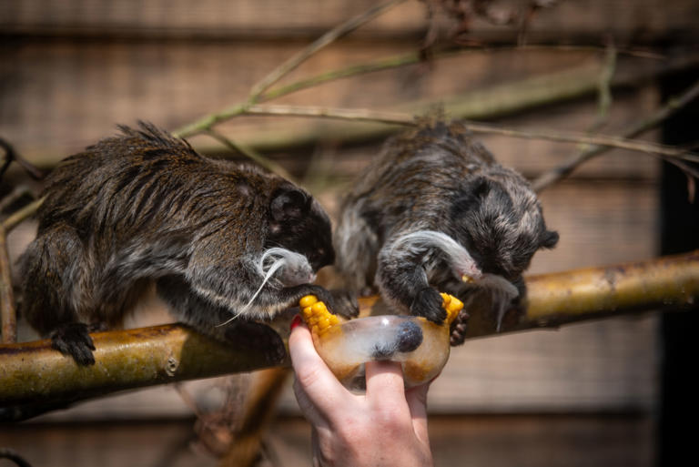 21 adorable pictures of animals cooling down at Wild Discovery zoo at ...