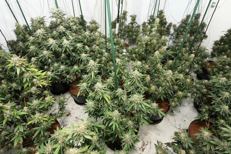 Police make 16 arrests, uncover nine 'grow houses' and seize cannabis ...