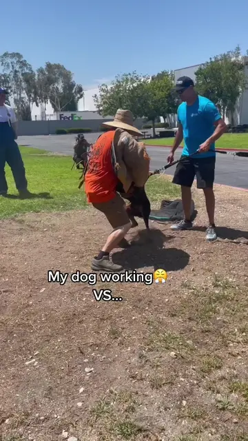 My working dog on duty vs his day off