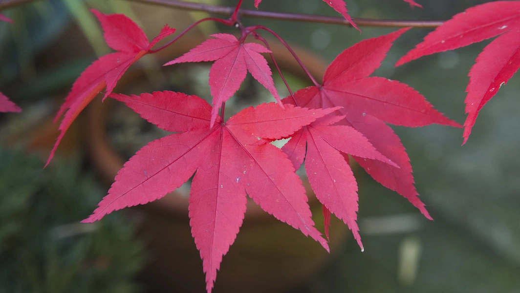 Homeowner finds deep tunnel under dead Japanese maple