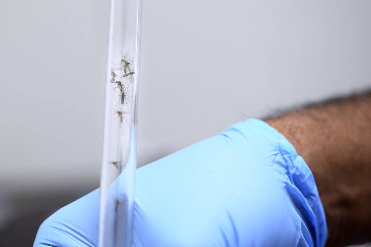 Las Vegas mosquitoes test positive for West Nile virus, health ...