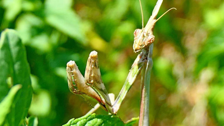La mantis palo, el gran depredador