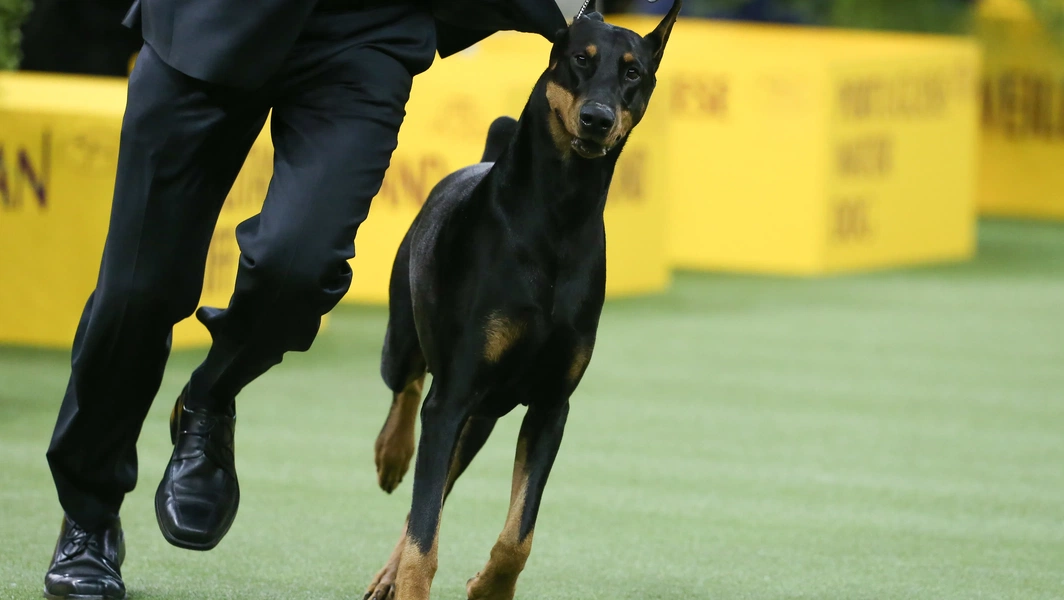 19 pets that may struggle in multi-animal homes