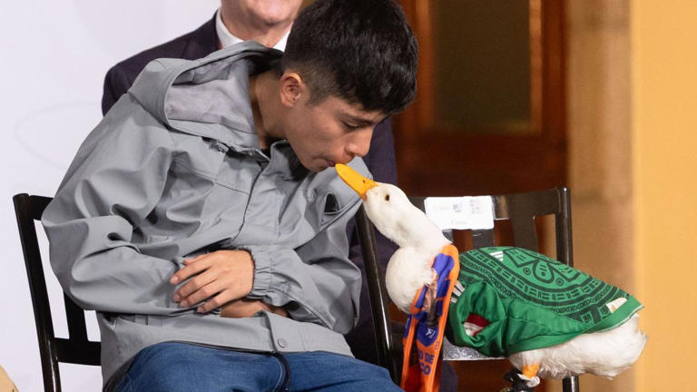 El Pato Merlín, del boom en redes sociales a la disputa en el IMPI por ...