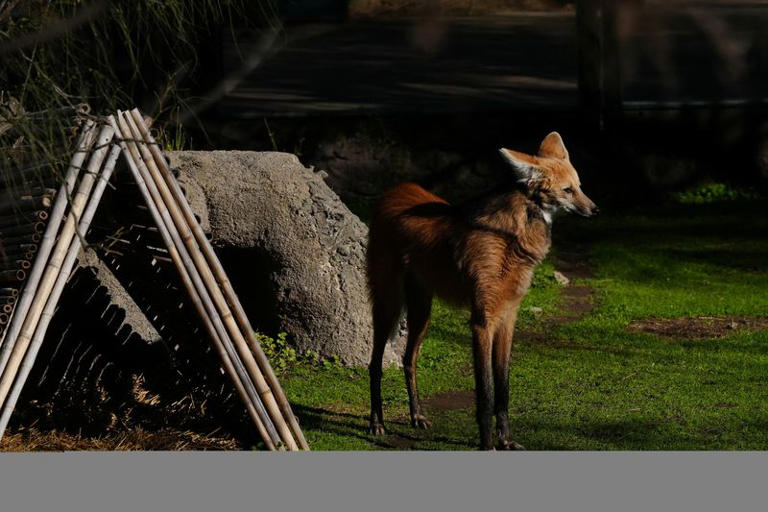 Argentina to return two rare maned wolves to the wild