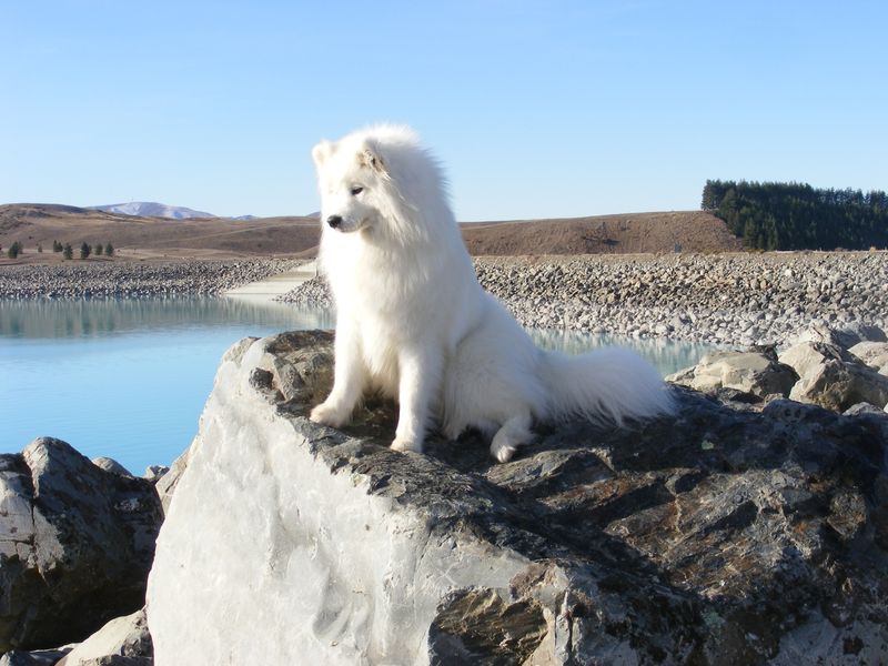Think purebred dogs are expensive? These 12 breeds take it to another level