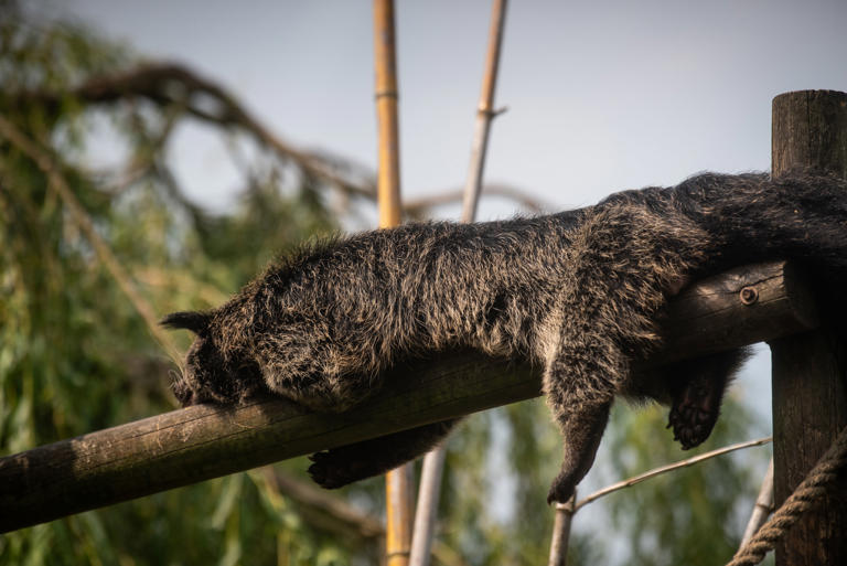 21 adorable pictures of animals cooling down at Wild Discovery zoo at ...