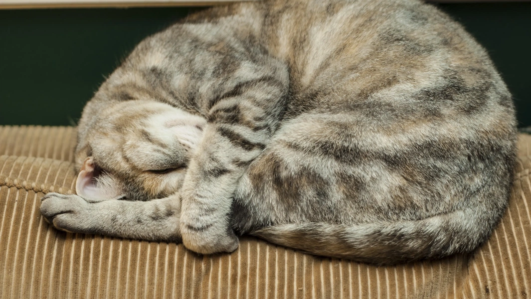 Understanding your cat's sleep positions and behaviors