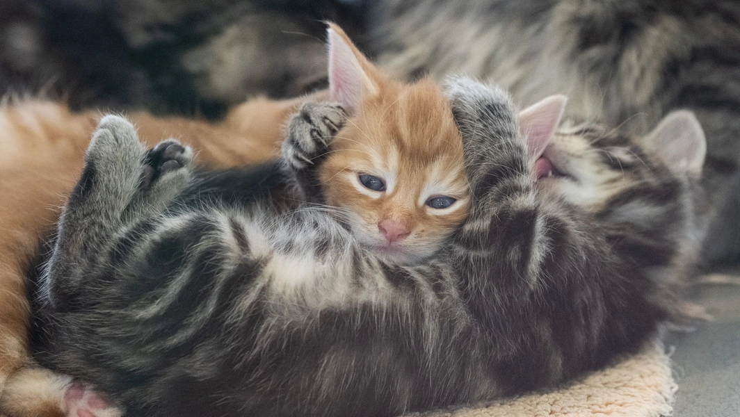 Understanding your cat's sleep positions and behaviors