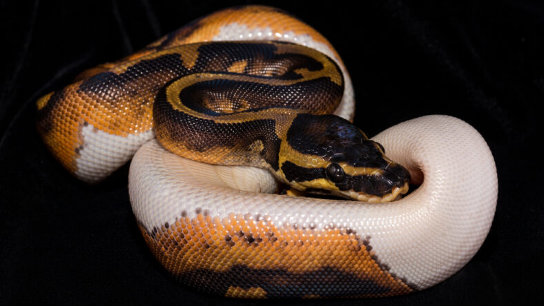 She accidentally cooked her boyfriend's pet python in their oven after ...