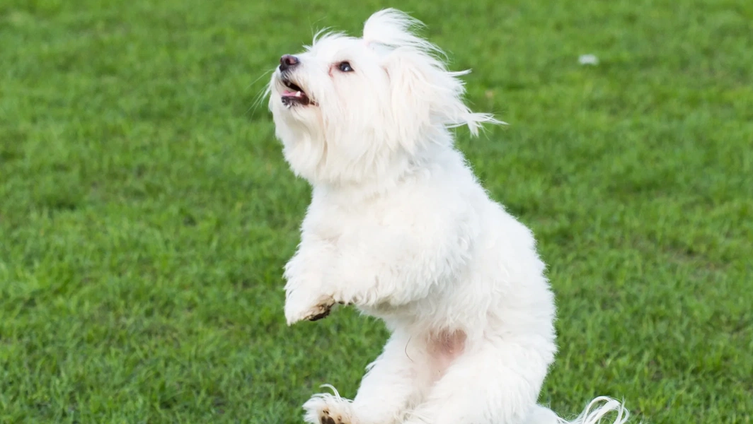 14 dog breeds that struggle with being alone