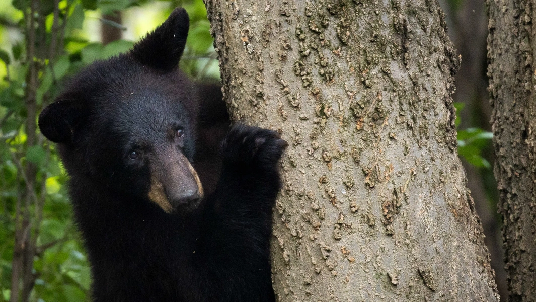 Bear safety myths and survival strategies