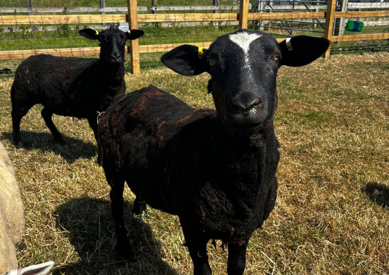 Celebrity sheep steal hearts at RSPCA Stubbington Ark as they look for ...