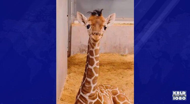 Fort Worth Zoo's new baby needs a name
