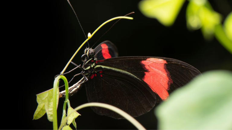 Los científicos no dan crédito: una mariposa que apenas envejece puede ...