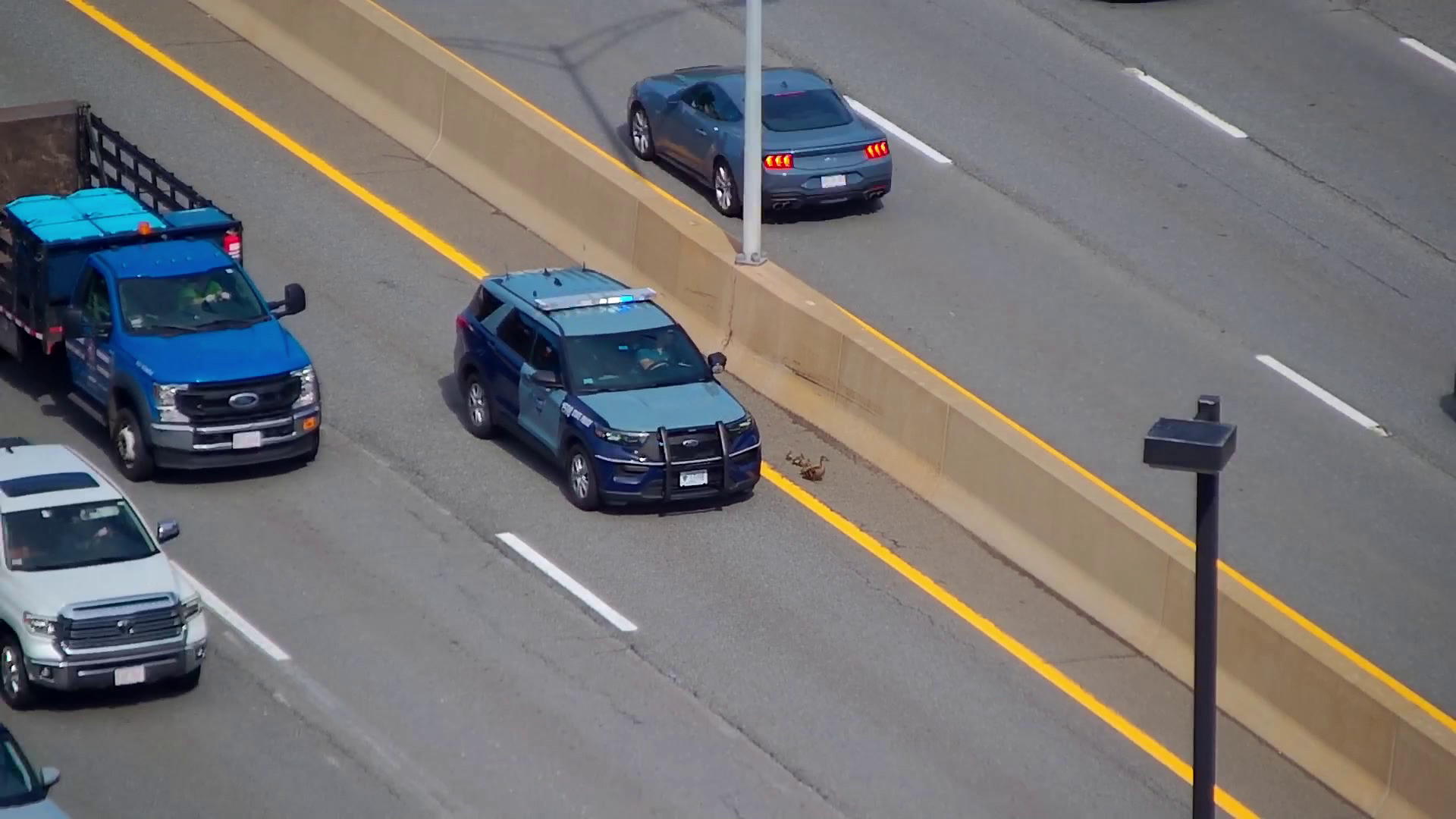 Troopers make way for ducklings on Mass Pike
