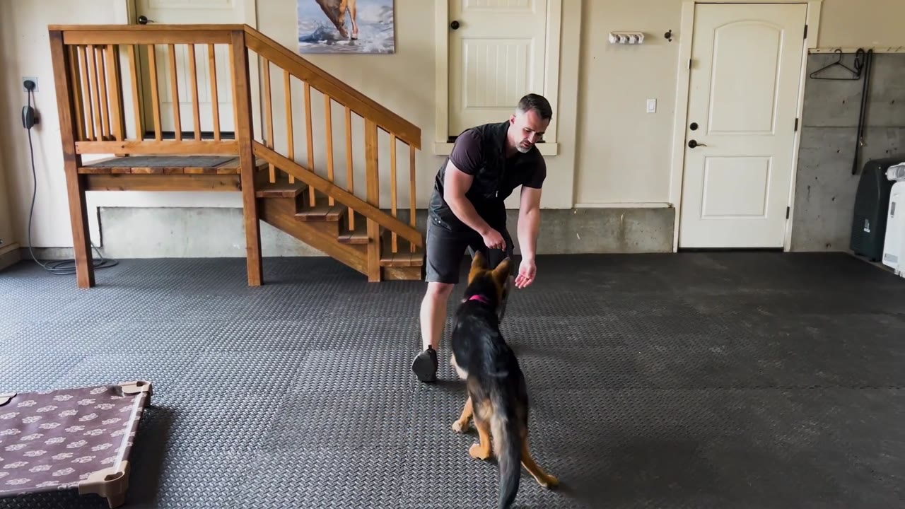 The quiet struggle of a service dog in training