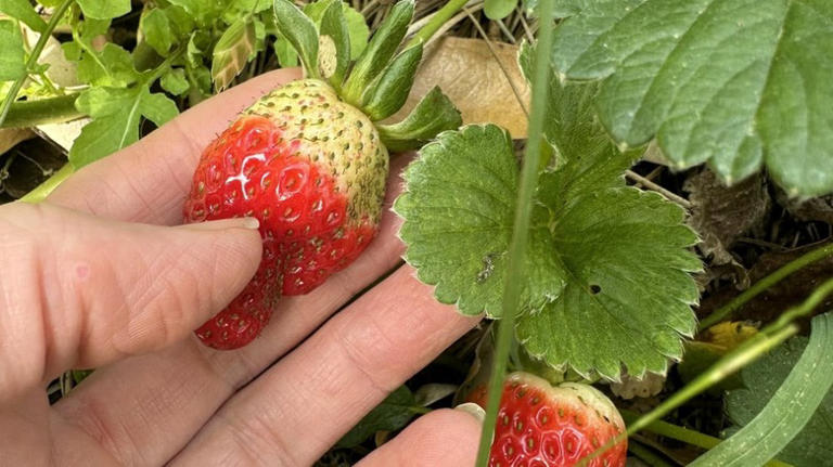 11 tricks to pick the freshest fruit at the grocery store every time
