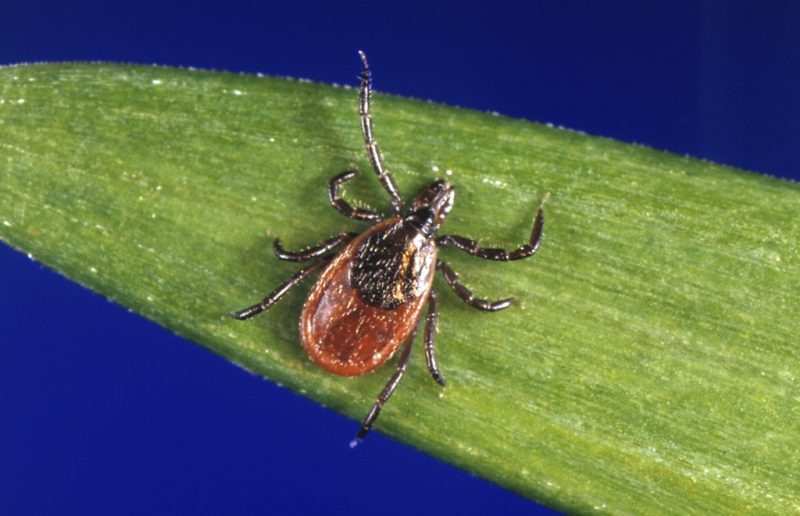 Ticks in South Dakota linked to meat allergy