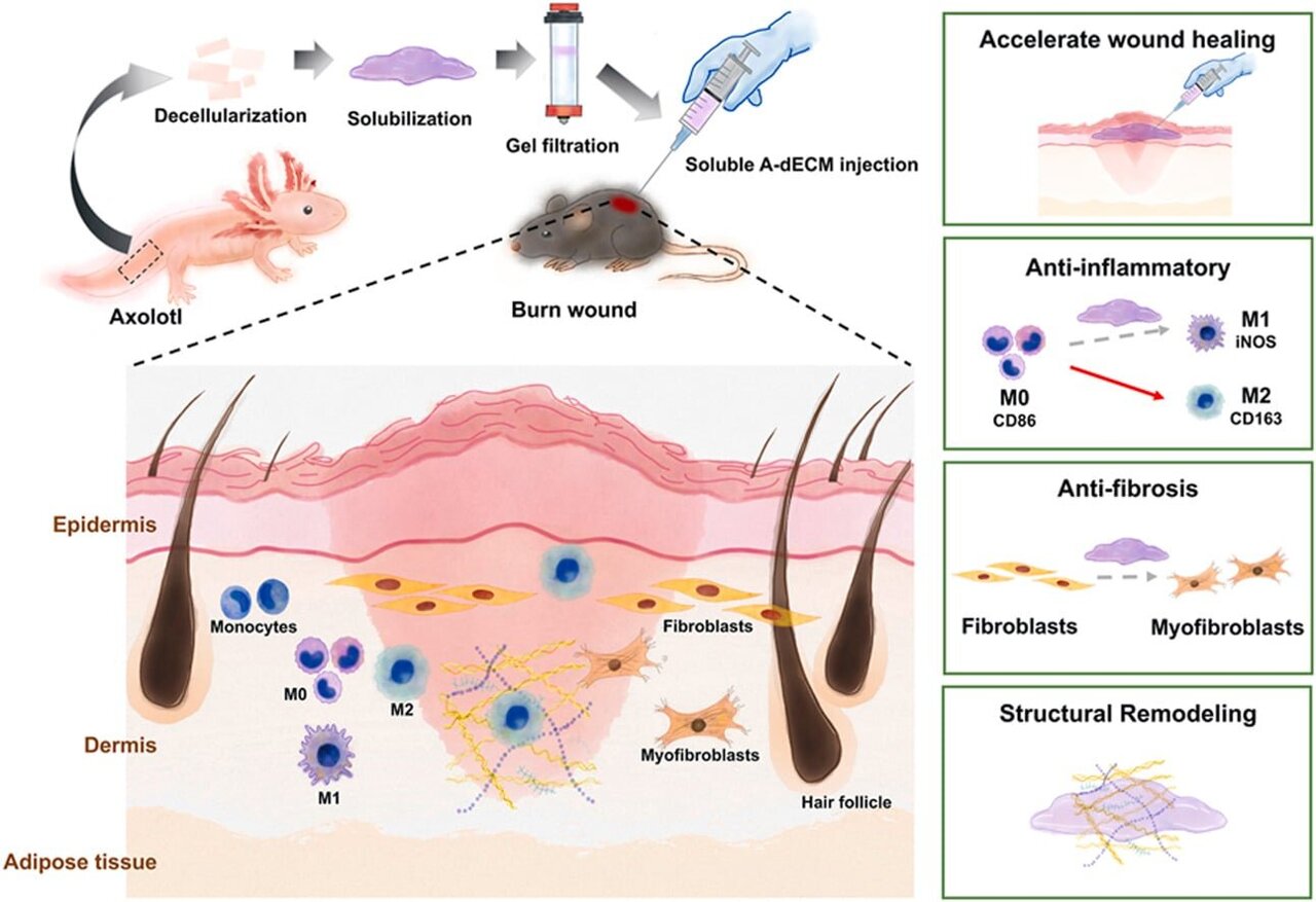 Axolotl-inspired skin matrix may help heal wounds with less scarring