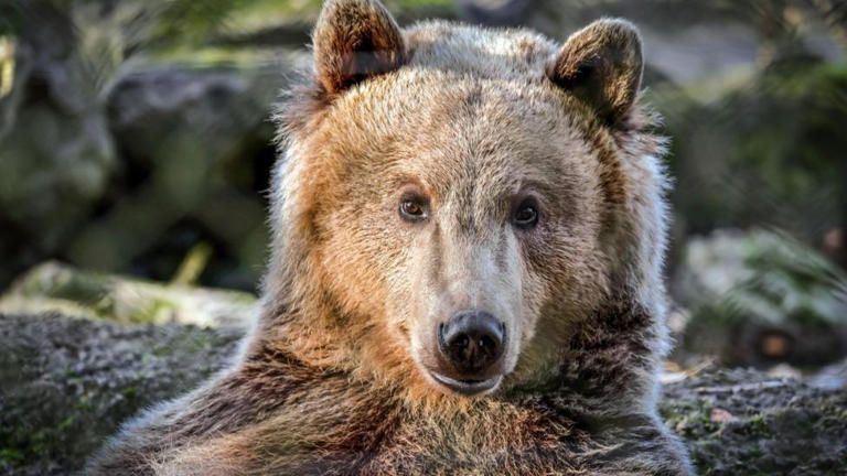 Rescued bear less grizzly after tooth surgery
