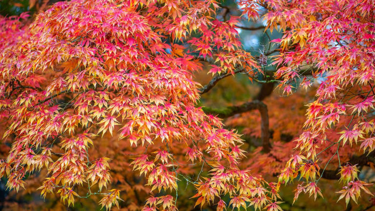 These 7 small shade trees create a cooling canopy, vibrant summer color ...