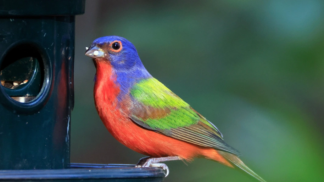 12 remarkable wild animals across the United States